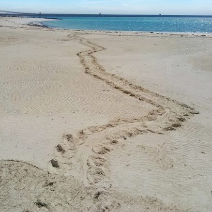 Critically-endangered Hawksbill turtles arrive to nest